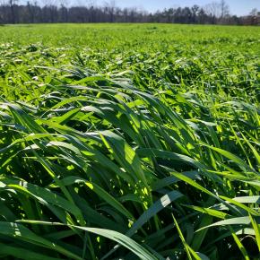 Cool Season Forages Management | Southeast AgriSeeds