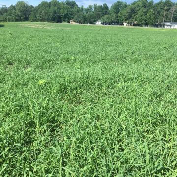 Balancing Forage Production | Southeast AgriSeeds