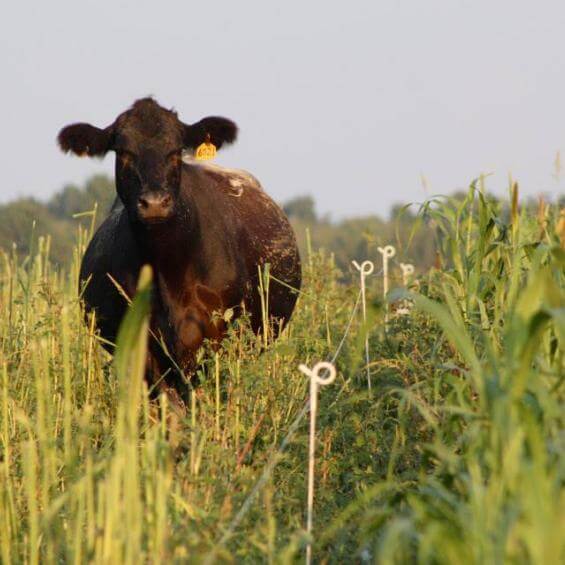 Taking control of our sacrifice areas and other damaged pastures ...