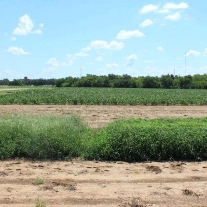 Red River Crabgrass as a Forage | Southeast AgriSeeds