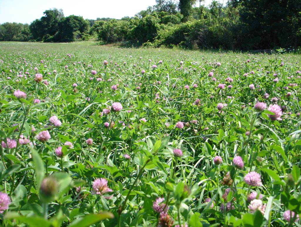 Red Clover | Southeast AgriSeeds