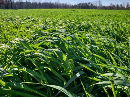 Spring Oats | Southeast AgriSeeds