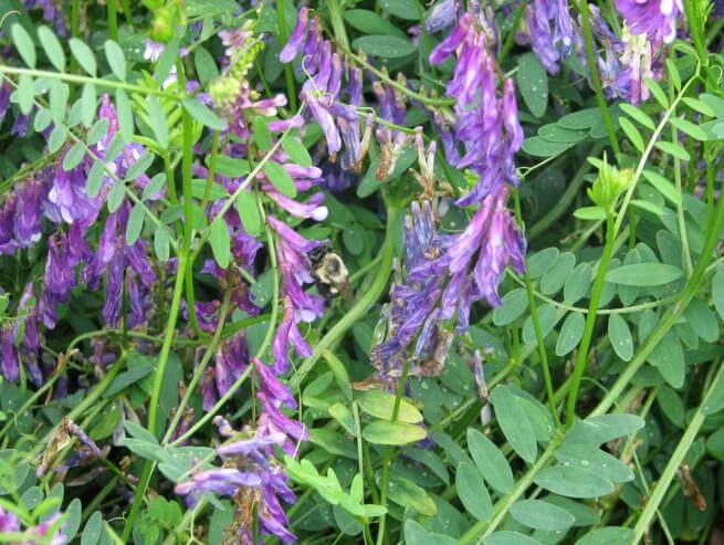 Vetch | Southeast AgriSeeds