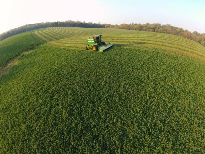 Alfalfa | Southeast AgriSeeds