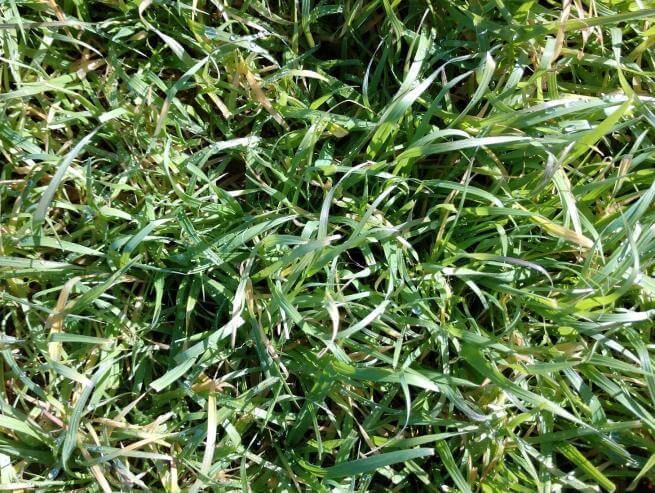 Bromegrass | Southeast AgriSeeds