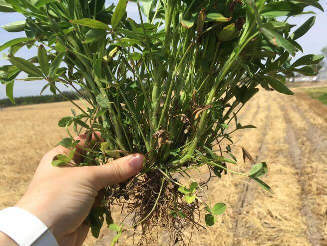 Legumes | Southeast AgriSeeds