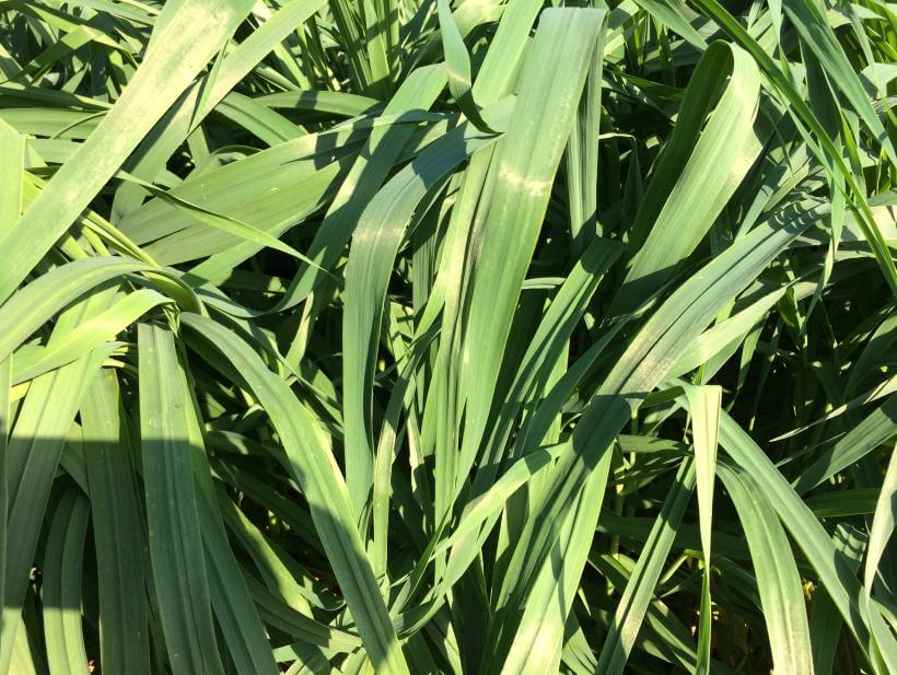 Spring Oats | Southeast AgriSeeds