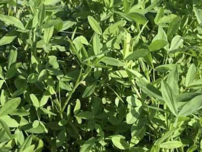 Berseem | Southeast AgriSeeds