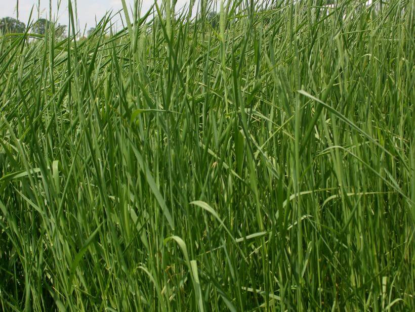 Timothy | Southeast AgriSeeds