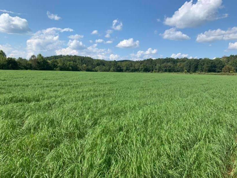 Teff | Southeast AgriSeeds