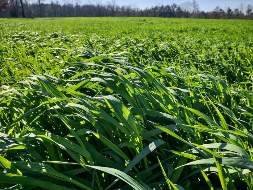Spring Oats | Southeast AgriSeeds