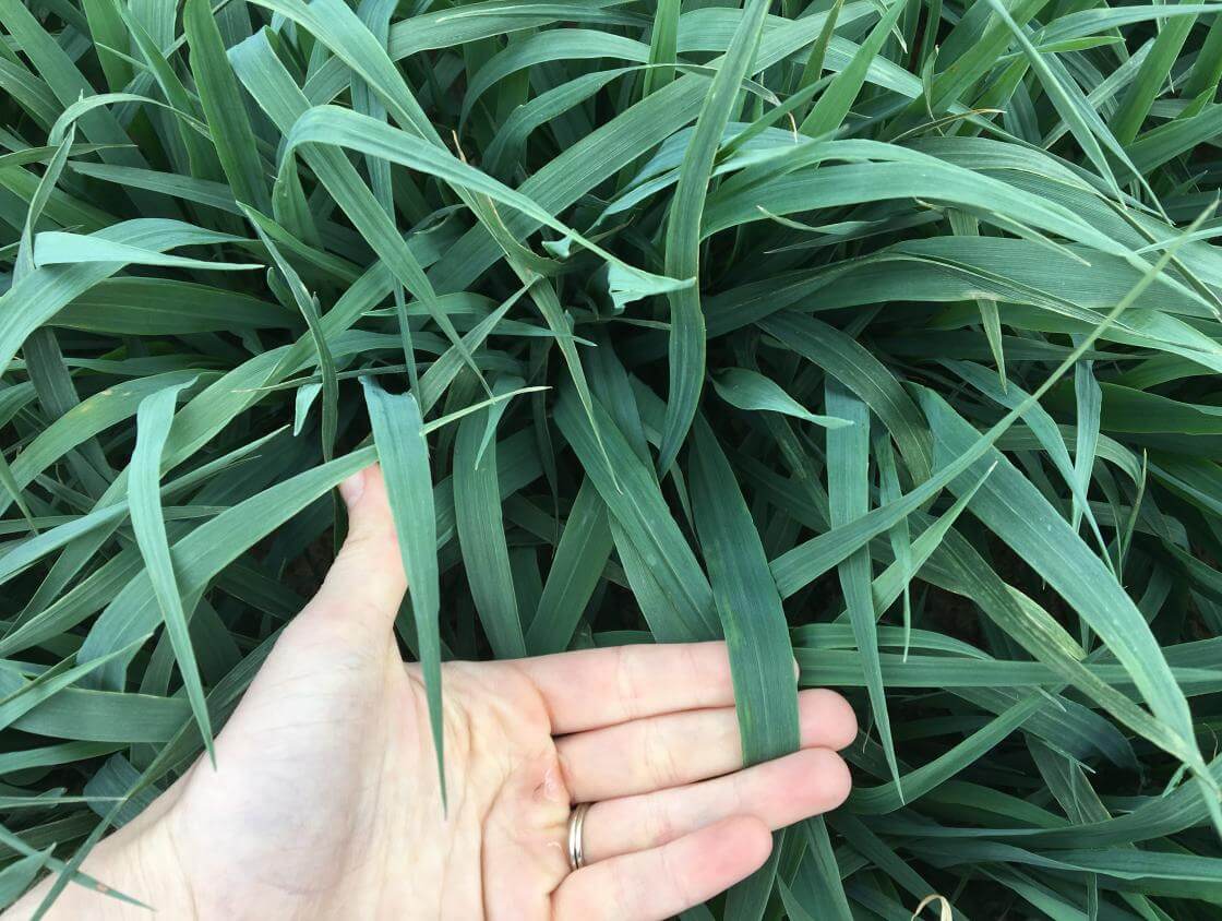 Cosaque Black Oats winter oat | Southeast AgriSeeds