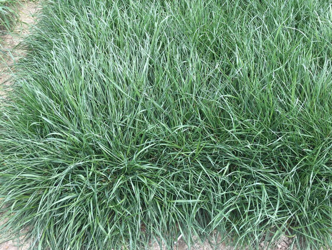 LowBoy Annual Ryegrass | Southeast AgriSeeds
