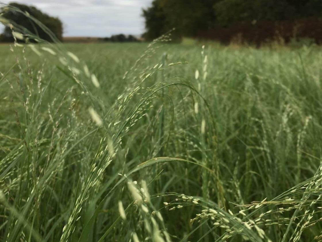 Moxie Teff Teff | Southeast AgriSeeds