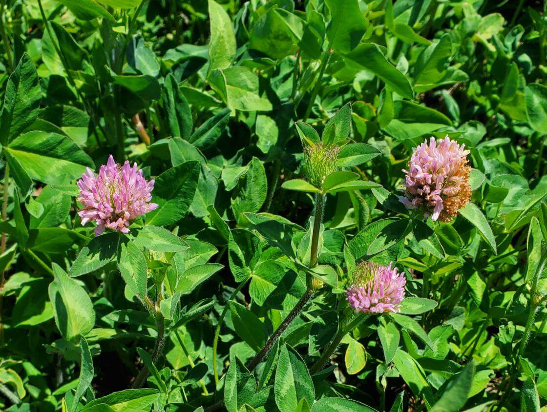 GA-9908 Red Clover Medium Red Clover | Southeast AgriSeeds