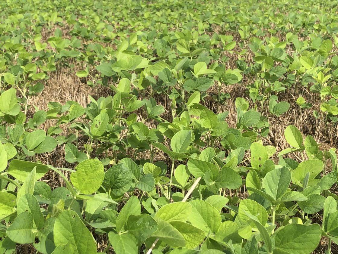 Derry Forage Soybean Soybean | Southeast AgriSeeds