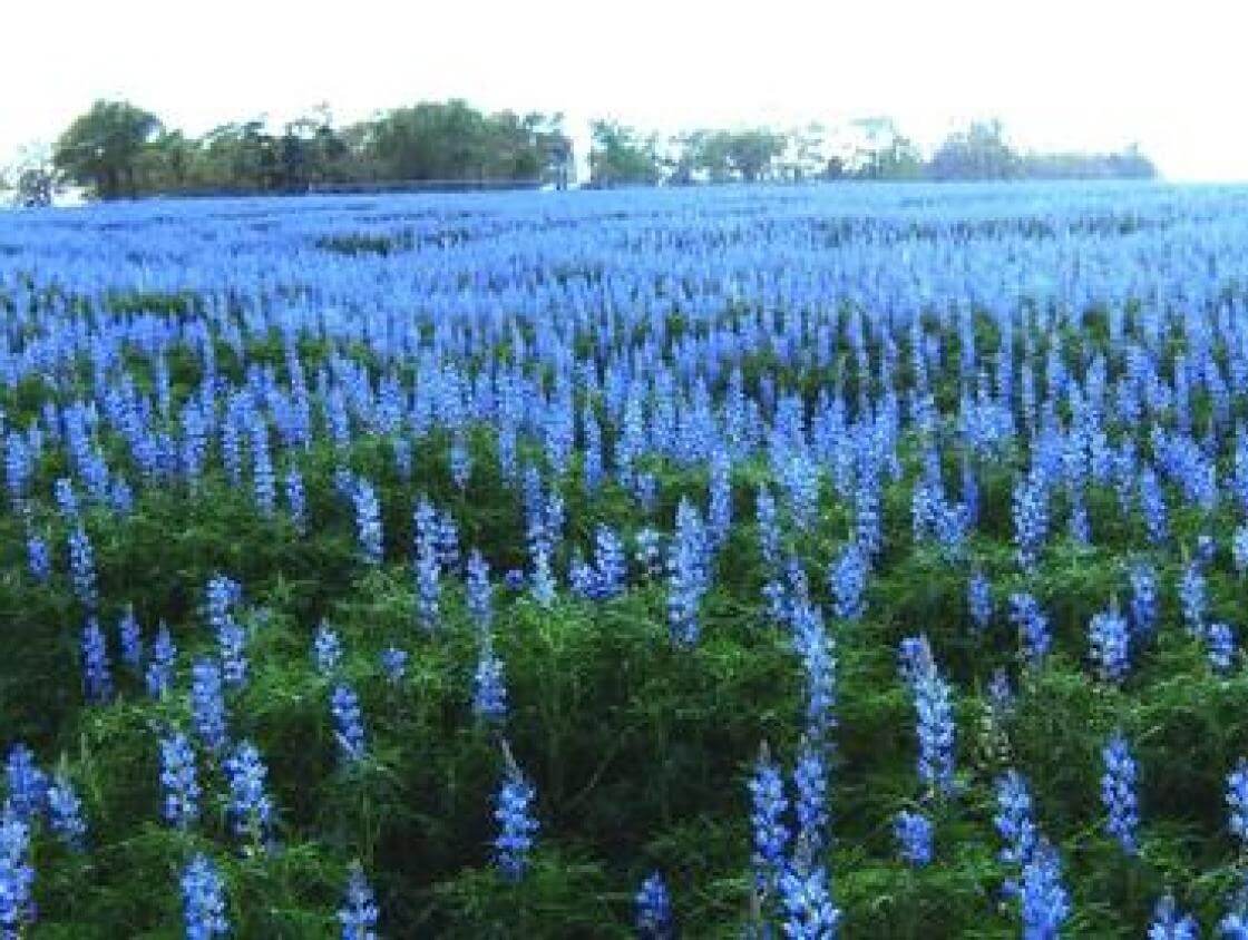 Blue Lupine Blue Lupine | Southeast AgriSeeds