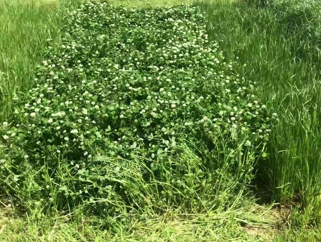 Viper Balansa Clover Balansa Clover | Southeast AgriSeeds
