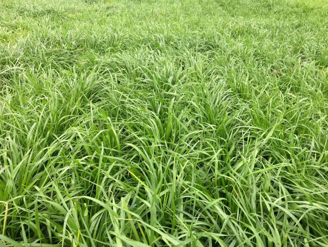 Koga Tetraploid Annual Ryegrass | Southeast AgriSeeds
