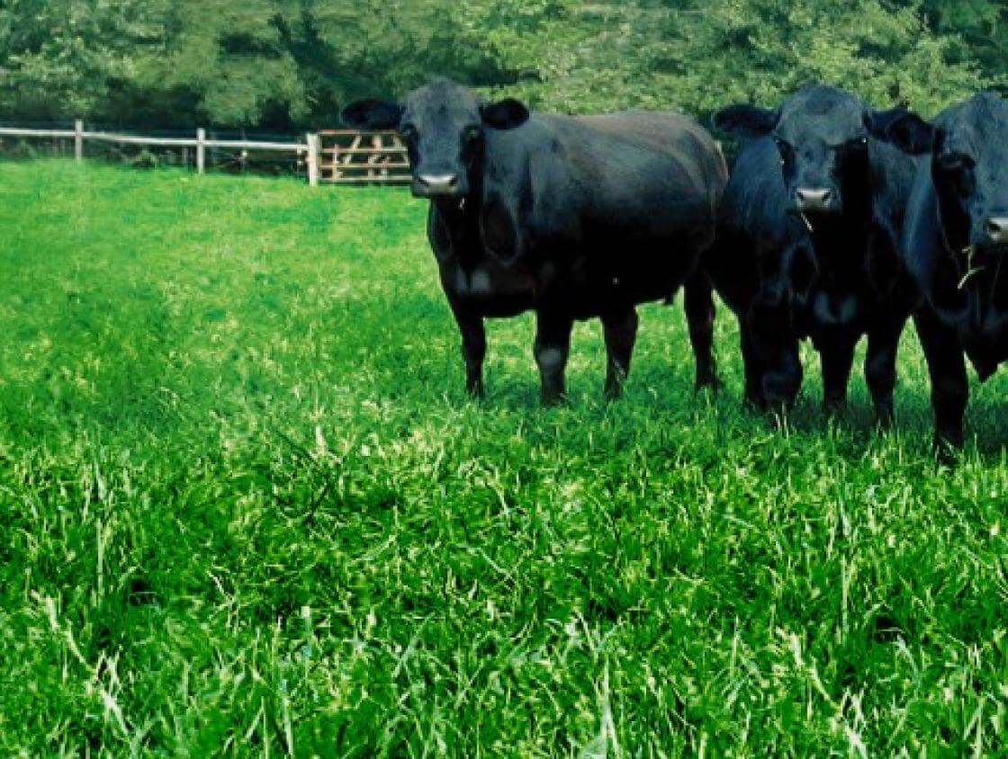 Texoma MaxQ II Fescue Fescue | Southeast AgriSeeds