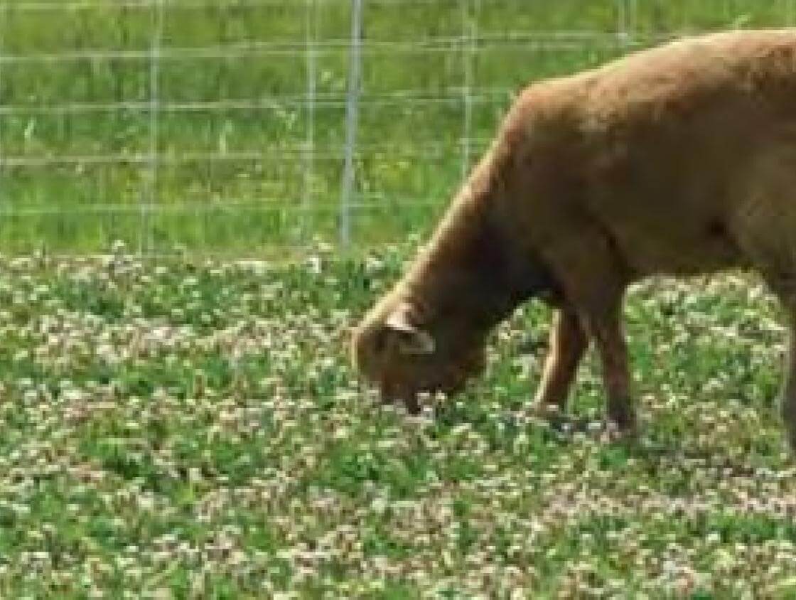 Durana White Clover White Clover | Southeast AgriSeeds