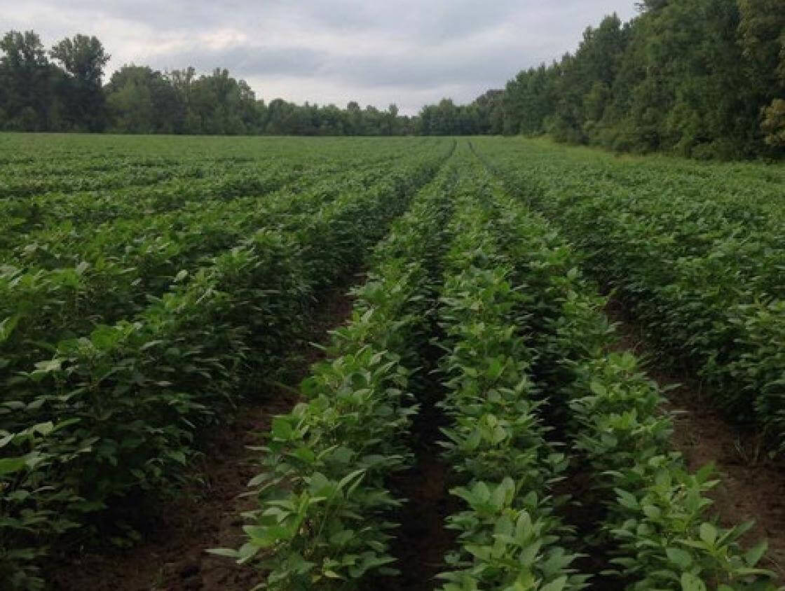 Tara Forage Soybean Forage Soybean | Southeast AgriSeeds
