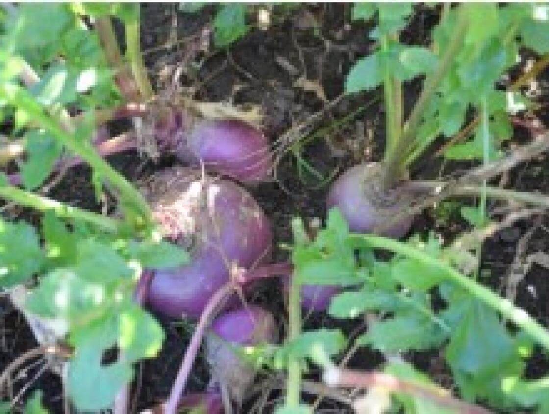 Purple Top Turnip Turnip | Southeast AgriSeeds
