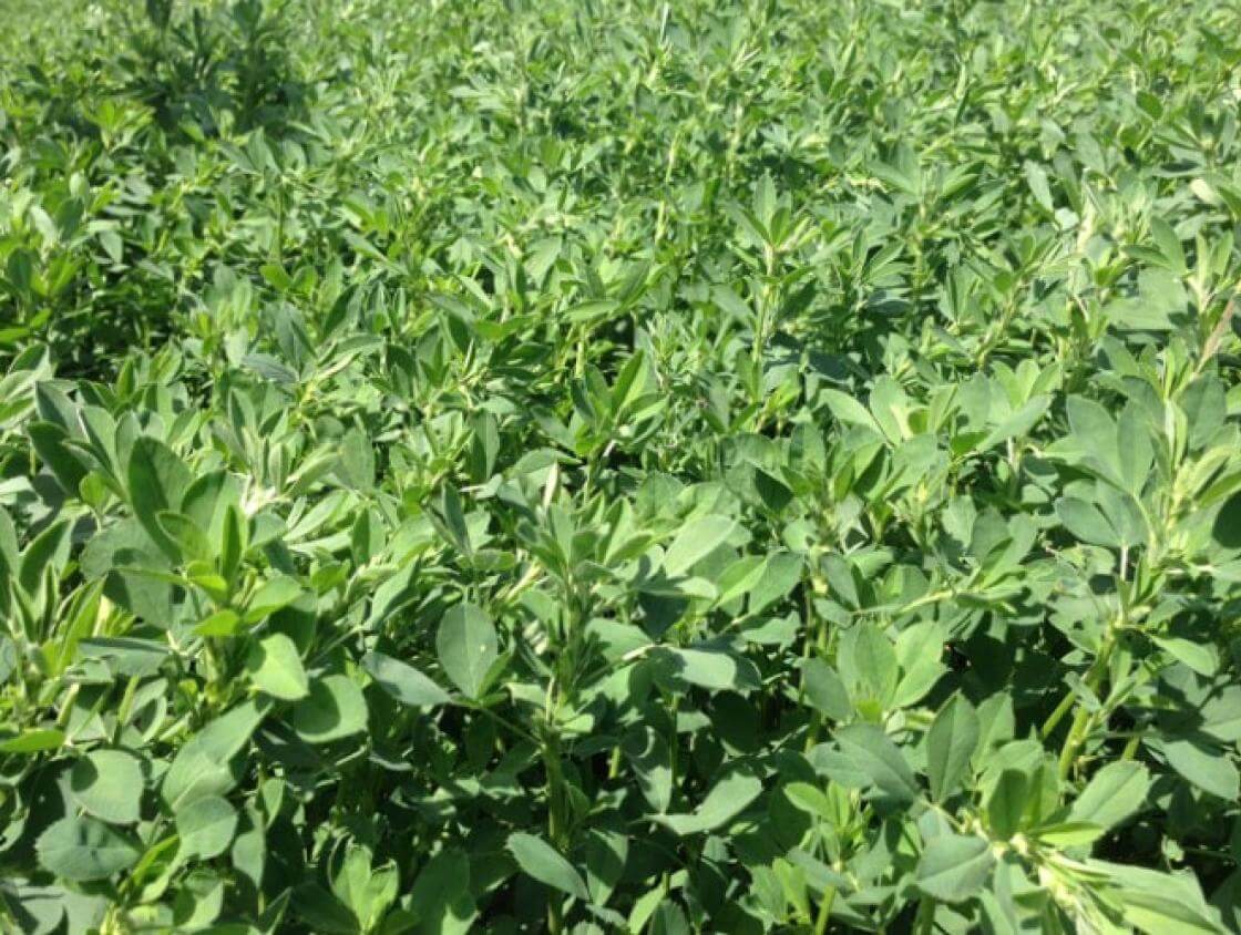 Paramount RR Alfalfa Alfalfa | Southeast AgriSeeds