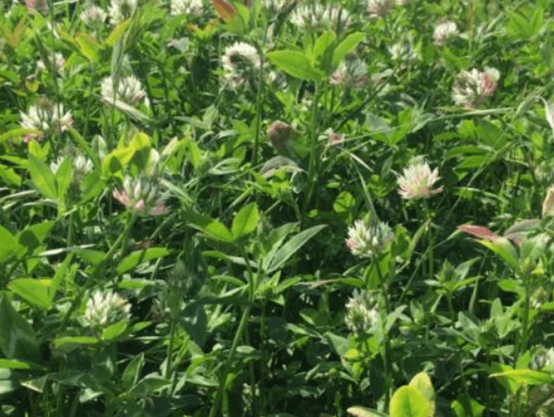 Apache Arrowleaf Clover Clover | Southeast AgriSeeds