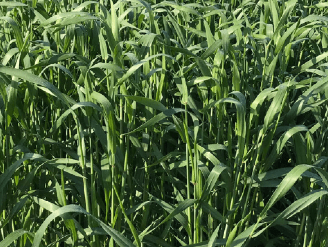 TriCal 1143 Triticale | Southeast AgriSeeds