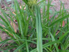 Chufa (nutsedge) Perennial sedge | Southeast AgriSeeds