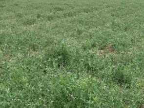 WyoWinter Winter Pea | Southeast AgriSeeds