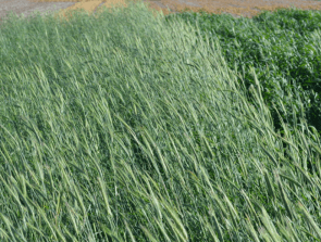 Elbon Rye Rye | Southeast AgriSeeds