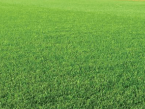 Marshall Annual Ryegrass | Southeast AgriSeeds