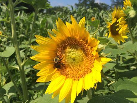 Peredovik Sunflowers Sunflower | Southeast AgriSeeds