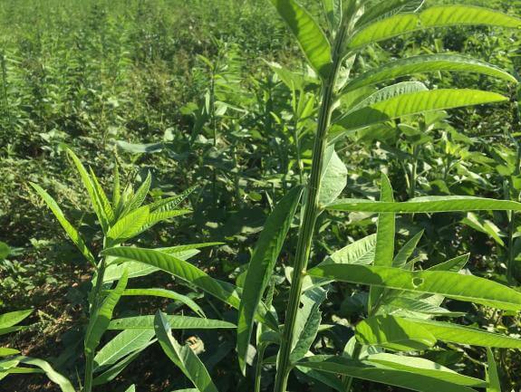 Sunn Hemp Sunn Hemp | Southeast AgriSeeds