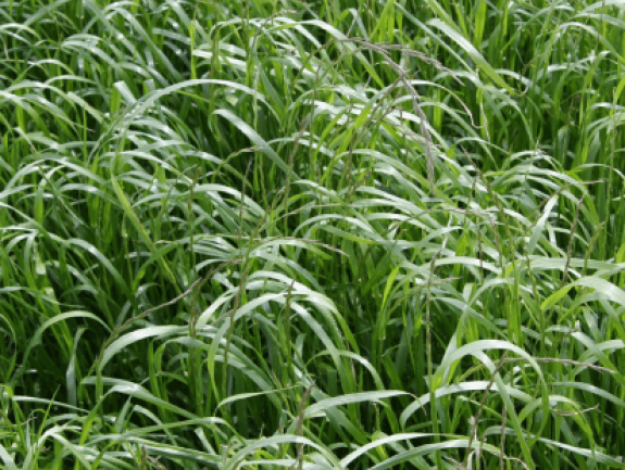 Angusta Ryegrass | Southeast AgriSeeds
