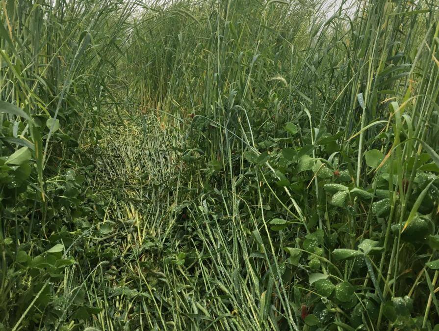 Nitro Boost Boost mix | Southeast AgriSeeds