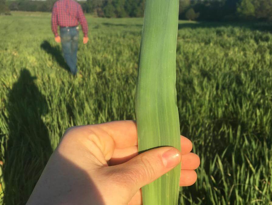 Cosaque Black Oats Winter Oat | Southeast AgriSeeds