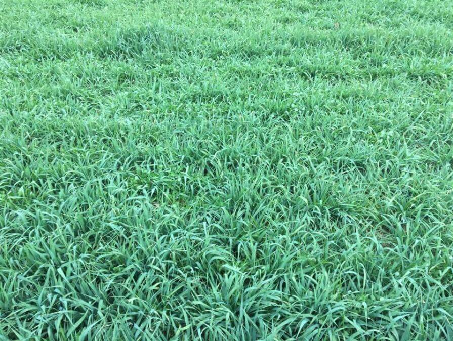 Canmore Spring Oats Spring Oat | Southeast AgriSeeds