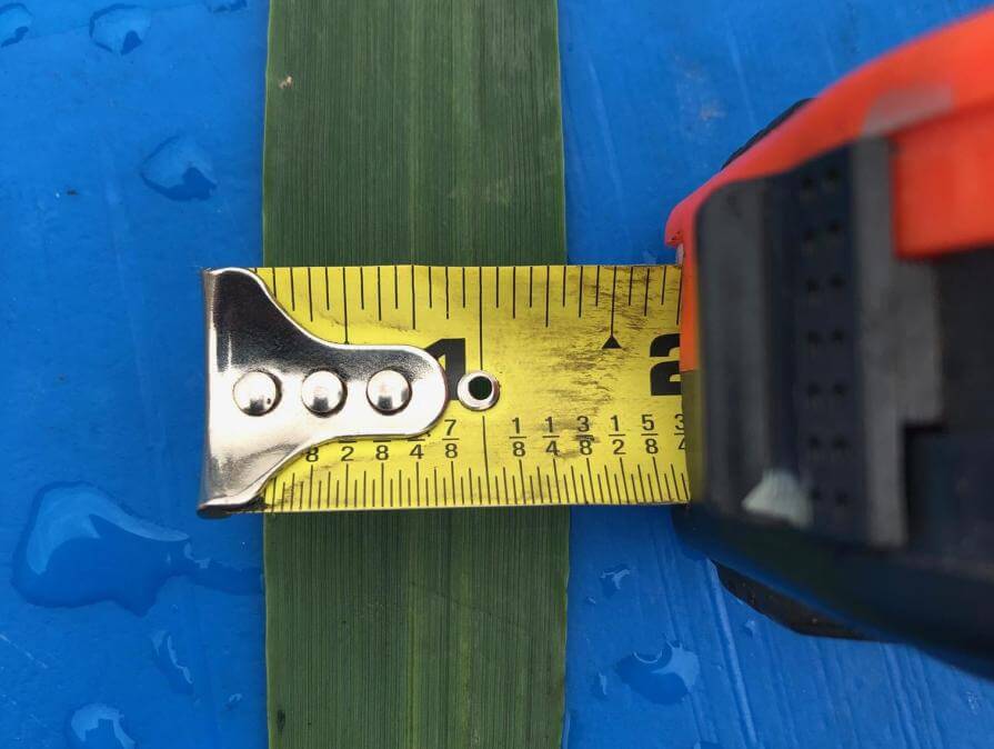 Everleaf 126 Spring Oats Spring Oat | Southeast AgriSeeds