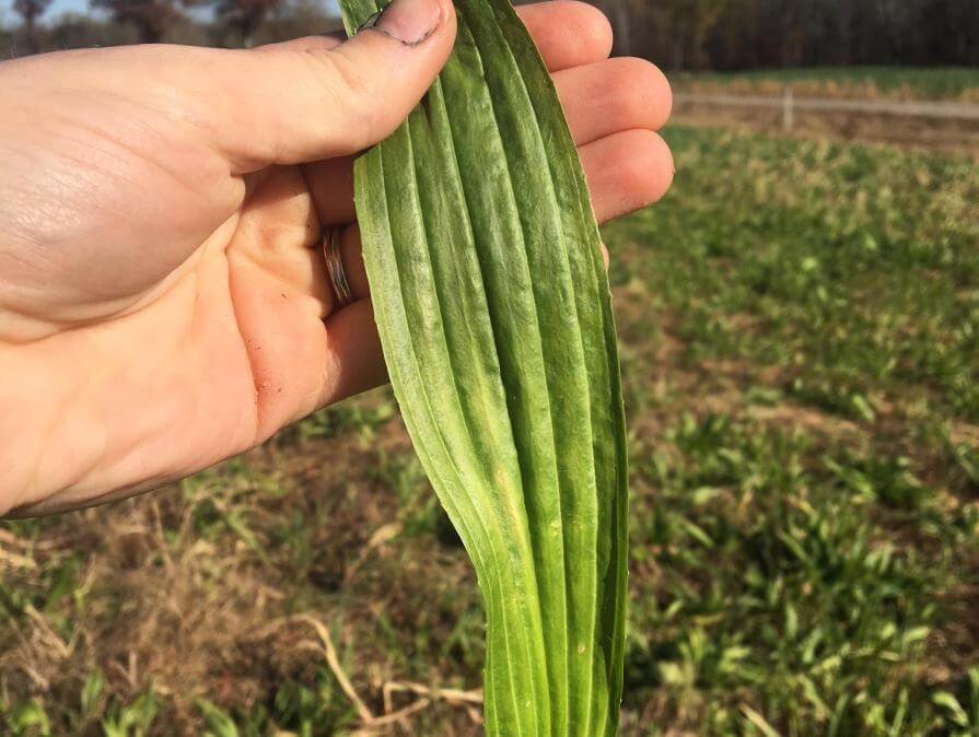 Tonic Plantain Plantain | Southeast AgriSeeds