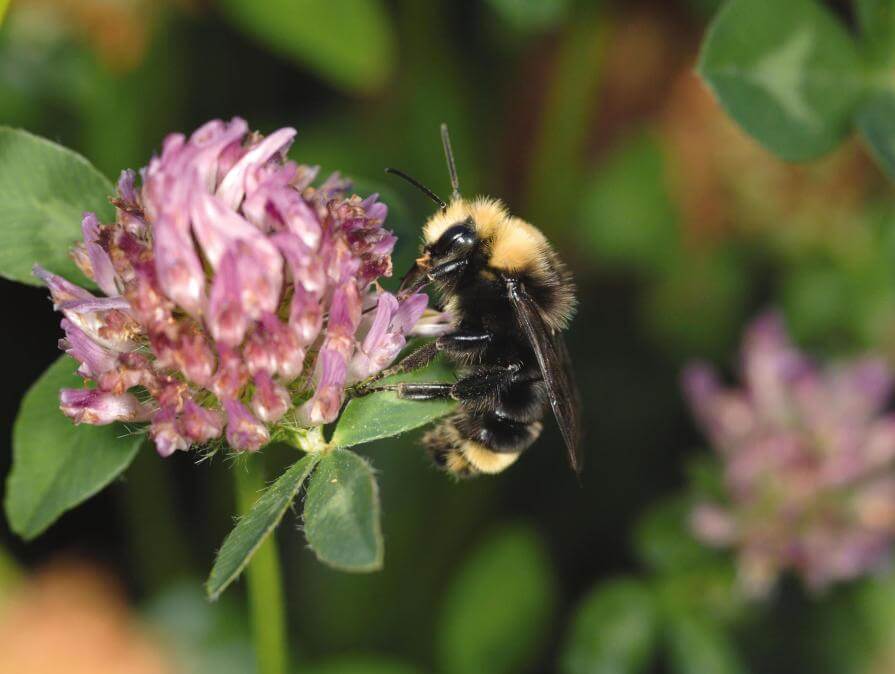 Clover Pollinator Mix Mixture | Southeast AgriSeeds