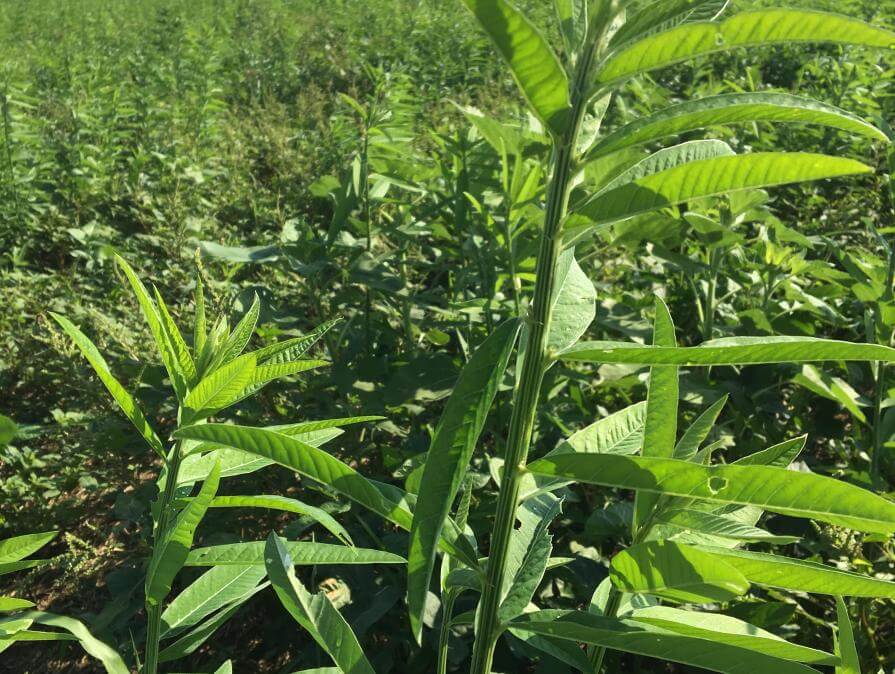Sunn Hemp Sunn Hemp | Southeast AgriSeeds