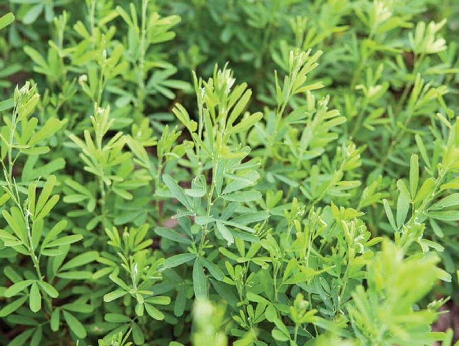 AU Grazer Sericea Lespedeza Sericea Lespedeza | Southeast AgriSeeds