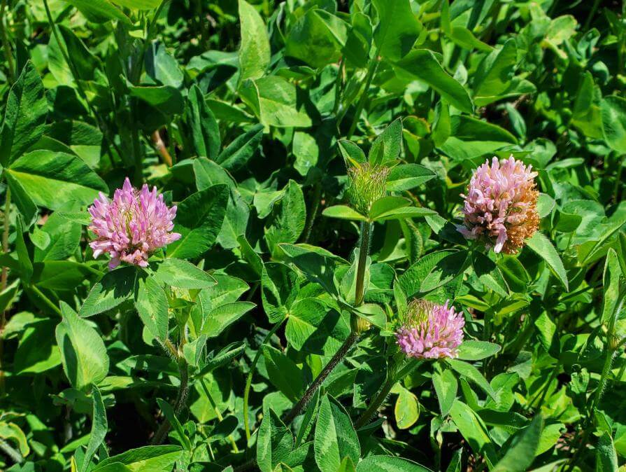 GA-9908 Red Clover Medium Red Clover | Southeast AgriSeeds
