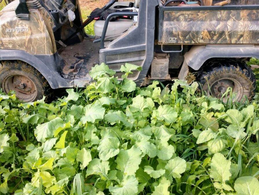 Bayou Kale Brassica | Southeast AgriSeeds