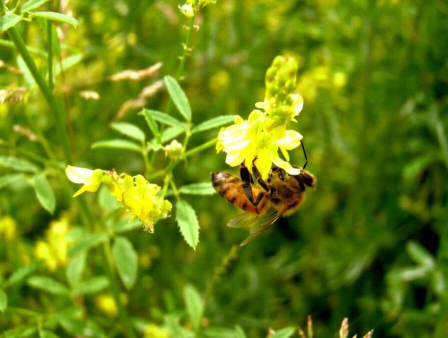 Yellow Sweet Clover Sweet Clover | Southeast AgriSeeds