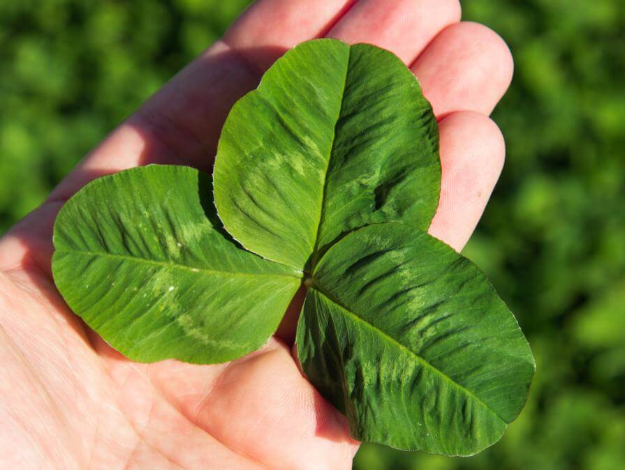 Marco Polo White Clover | Southeast AgriSeeds