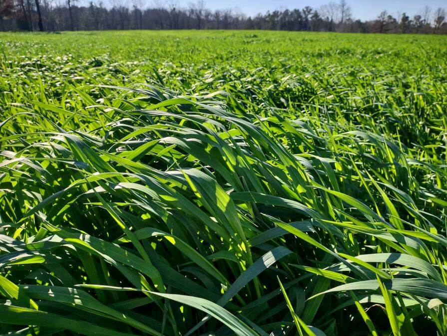 Canmore Spring Oats Spring Oat | Southeast AgriSeeds